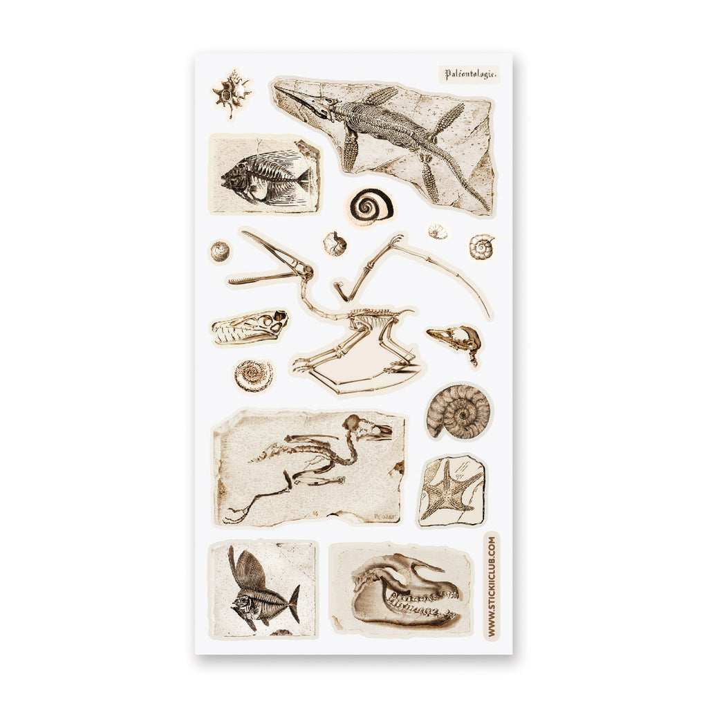 Fascinating Fossils Sticker Sheet – STICKII